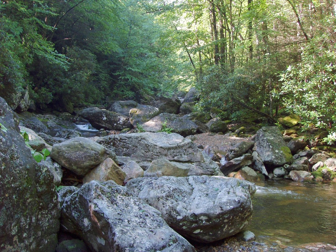 Meanderthals | Greasy Cove Trail, Shining Rock Wilderness