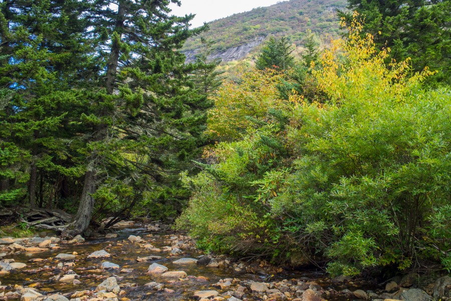 Meanderthals | Flat Laurel Creek Trail, Pisgah National Forest