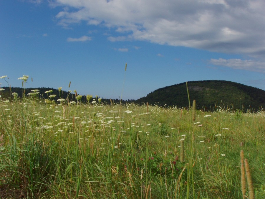Meanderthals | Flat Laurel Creek Trail, Pisgah National Forest