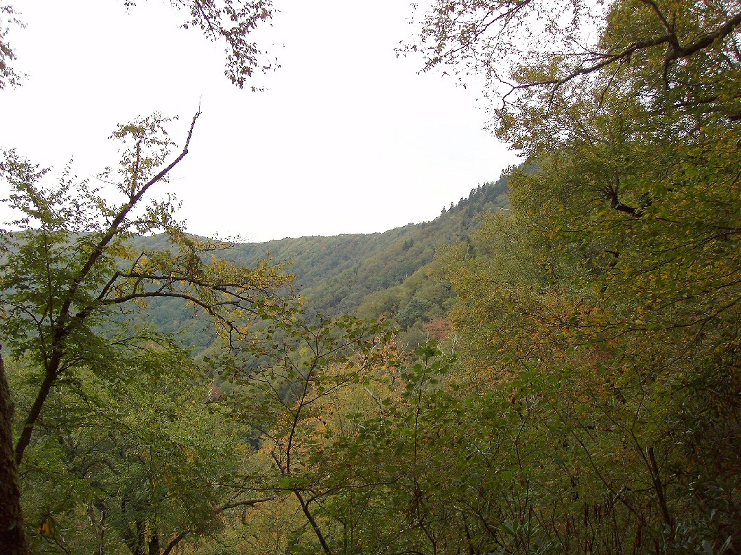 Meanderthals | Low Gap and Appalachian Trails to Mt. Cammerer, Great ...