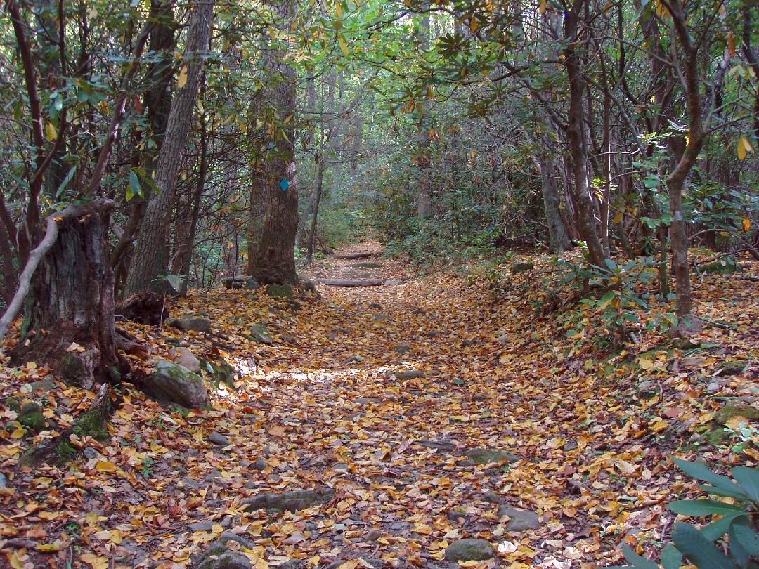 Meanderthals | Greybeard Trail, West Ridge Trail, and Big Piney Ridge ...
