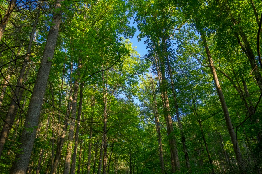 Meanderthals | Looking Glass Rock Trail, Pisgah National Forest