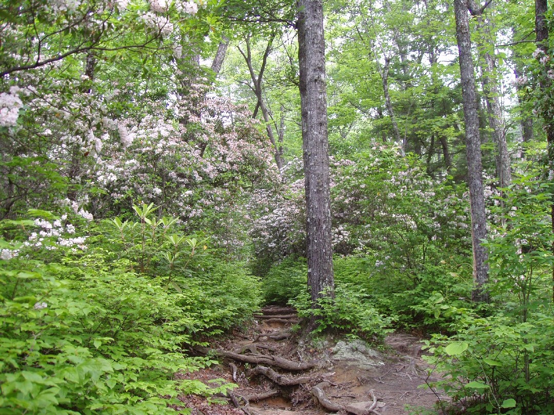 Meanderthals | Looking Glass Rock Trail, Pisgah National Forest