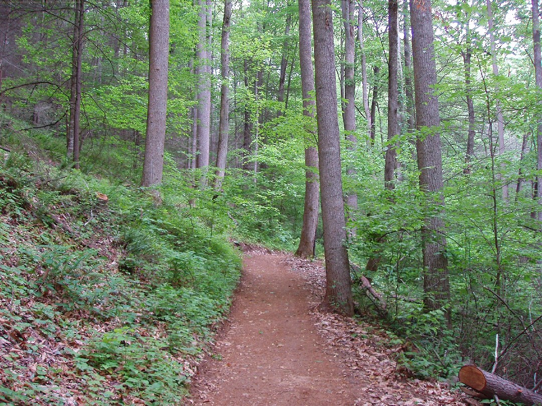 Meanderthals | Looking Glass Rock Trail, Pisgah National Forest