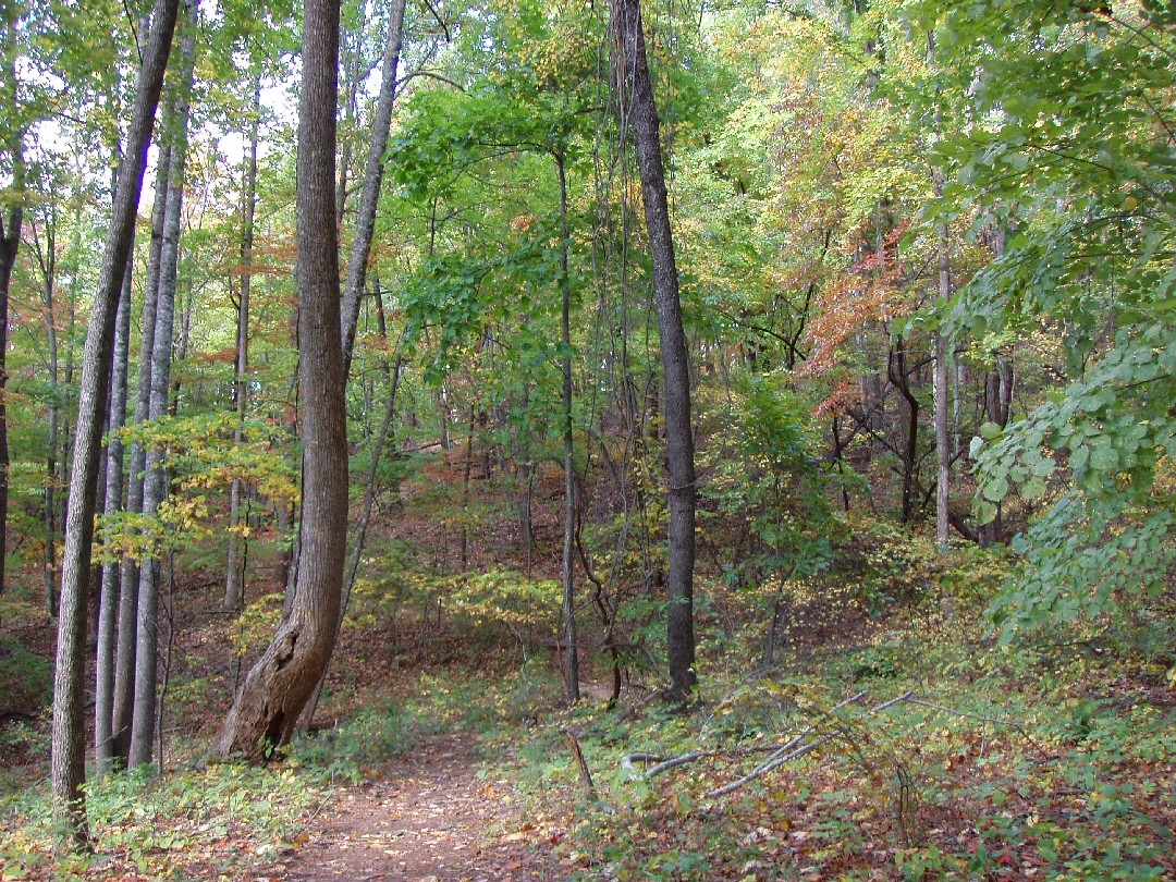 Meanderthals | Rumbling Bald Trails, Hickory Nut Gorge