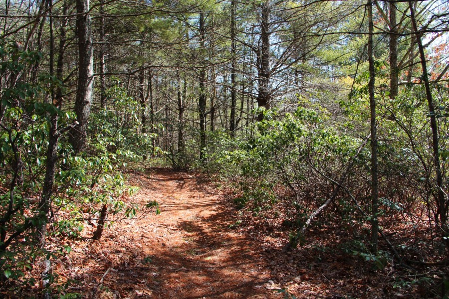Meanderthals | Stone Mountain and Wintergreen Falls, DuPont State Forest