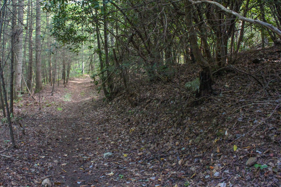 Meanderthals | Bad Fork Trail, North Mills River, Pisgah National Forest