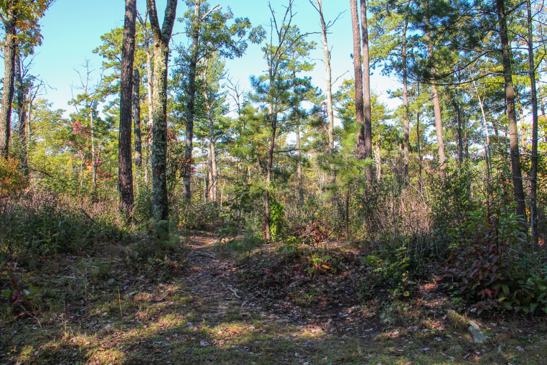 Meanderthals | Wilson Creek Trail, Pisgah National Forest