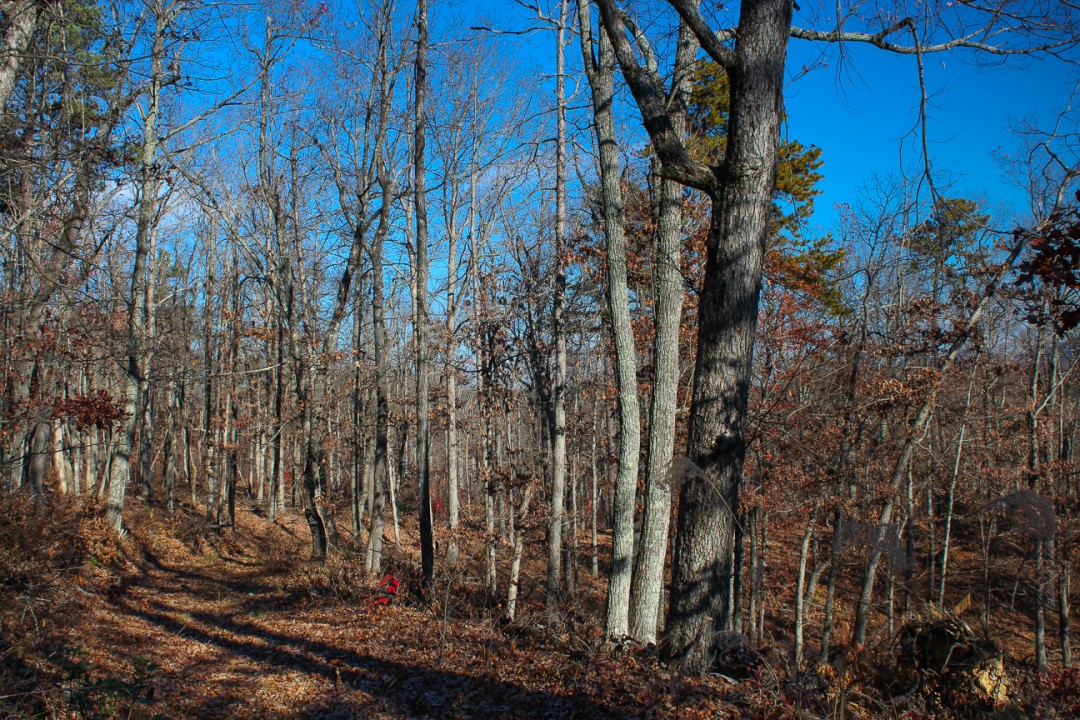 Meanderthals | Green River Game Lands Trail System