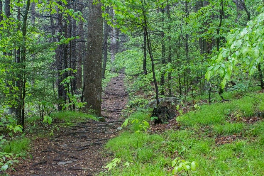 Meanderthals | Daniel Ridge Loop Trail, Pisgah National Forest