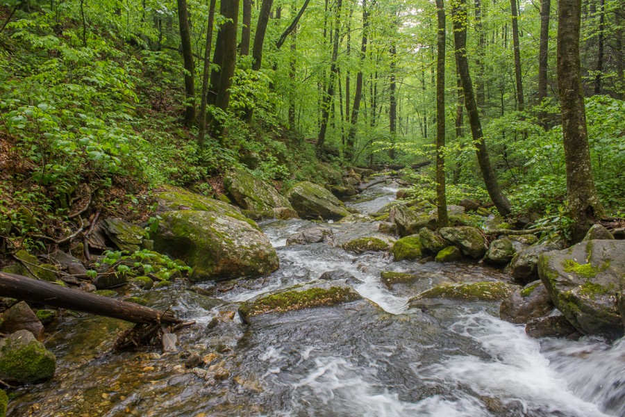 Meanderthals | Daniel Ridge Loop Trail, Pisgah National Forest