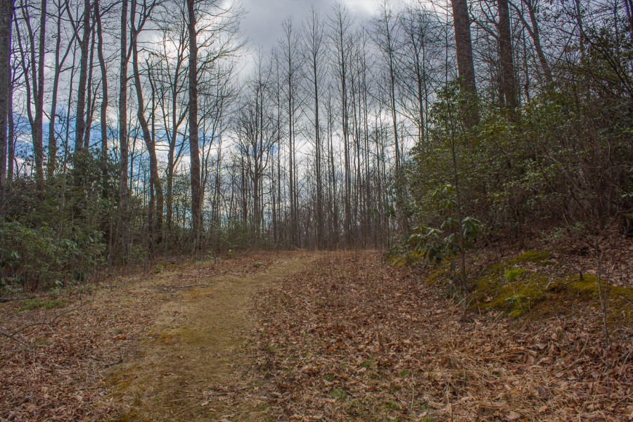Meanderthals | Daniel Ridge Loop Trail, Pisgah National Forest