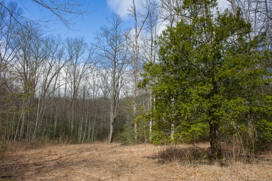Meanderthals | Daniel Ridge Loop Trail, Pisgah National Forest