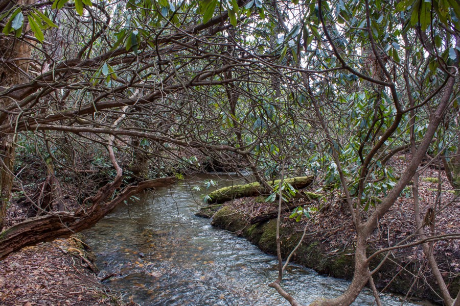 Meanderthals | Daniel Ridge Loop Trail, Pisgah National Forest