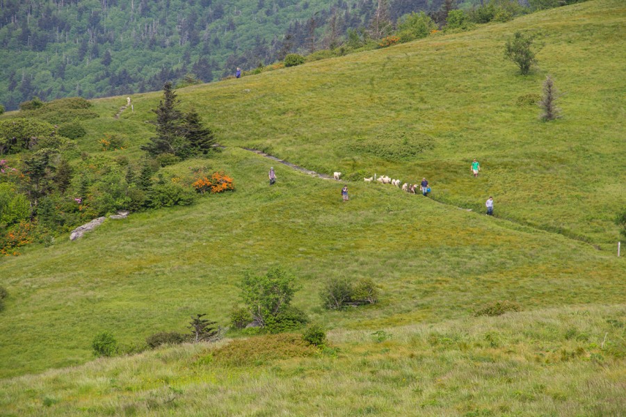 Meanderthals | Appalachian Trail on Grassy Ridge, Roan Highlands