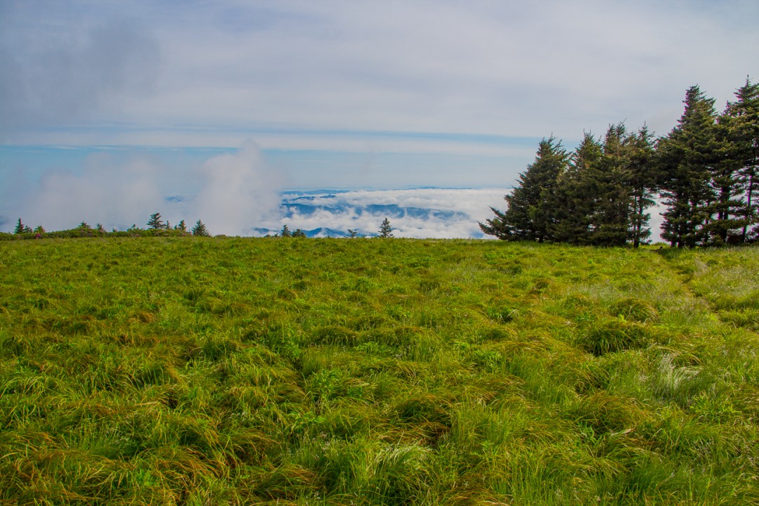 Meanderthals | Appalachian Trail on Grassy Ridge, Roan Highlands