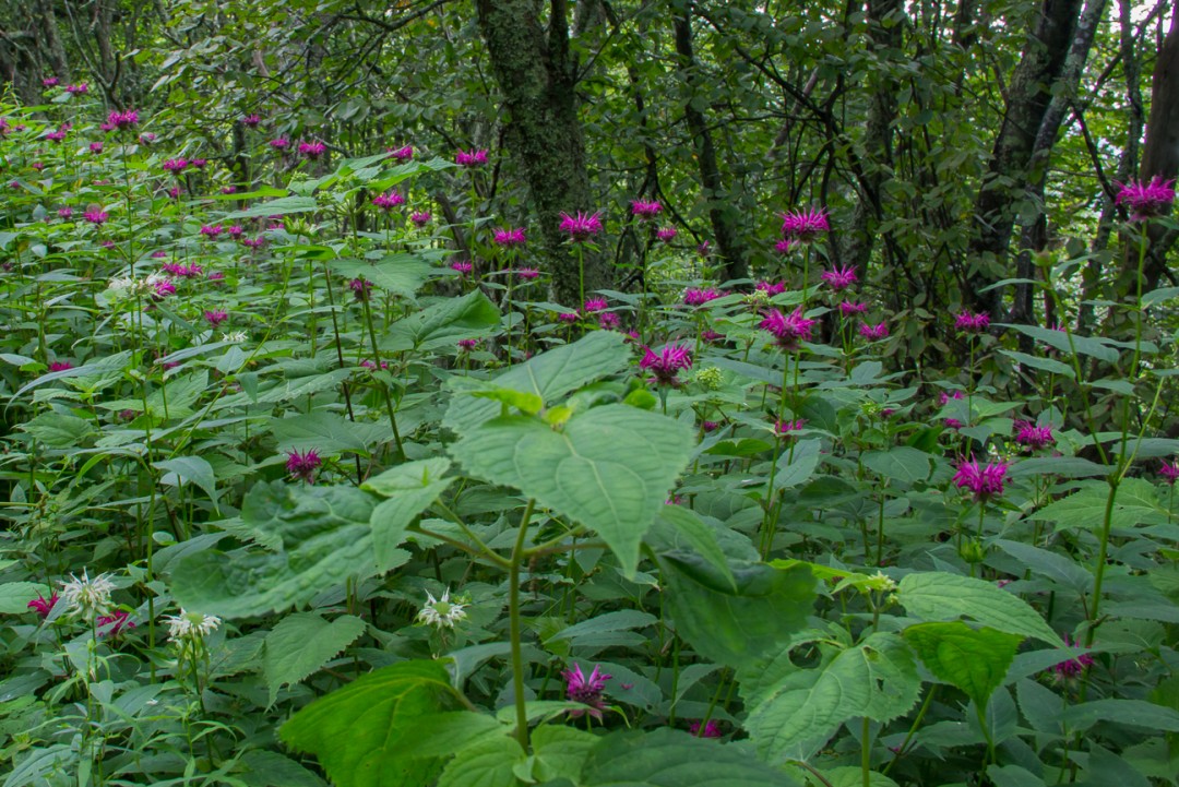 Meanderthals | Big Bald Mountain on Appalachian Trail, Cherokee ...