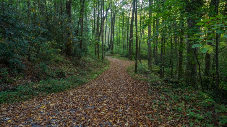 Meanderthals | Little Cataloochee Trail, Great Smoky Mountains National ...