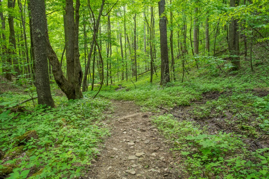Meanderthals | Little Cataloochee Trail, Great Smoky Mountains National ...