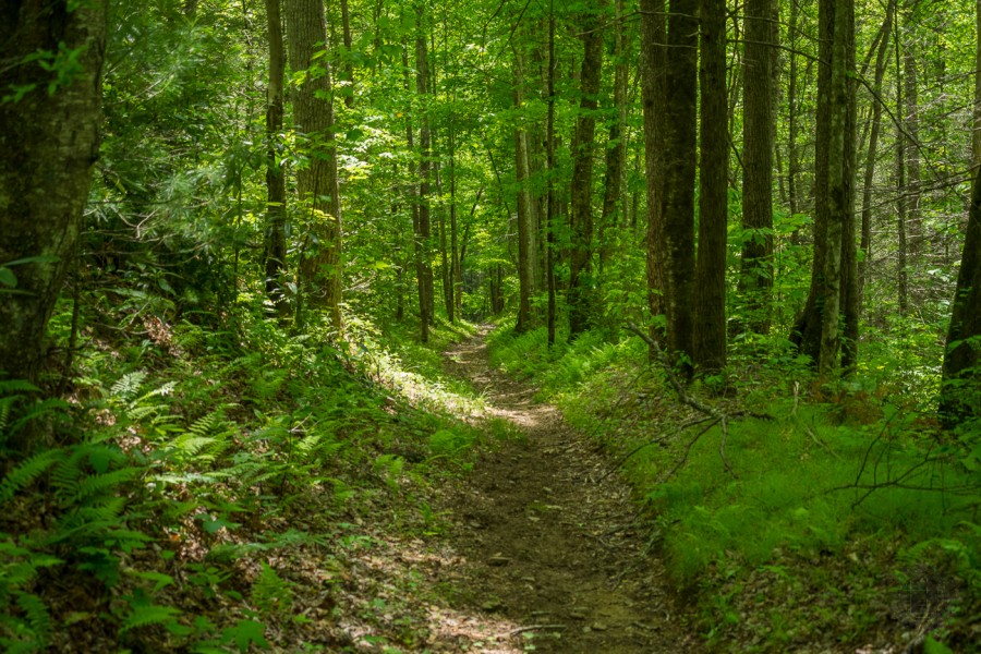 Meanderthals | Little Cataloochee Trail, Great Smoky Mountains National ...