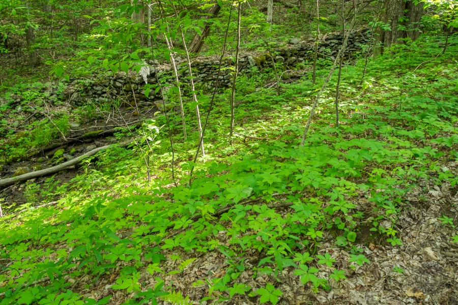 Meanderthals | Little Cataloochee Trail, Great Smoky Mountains National ...