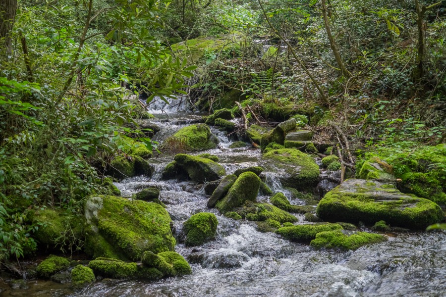Meanderthals | Boogerman Loop Trail, Great Smoky Mountains National Park
