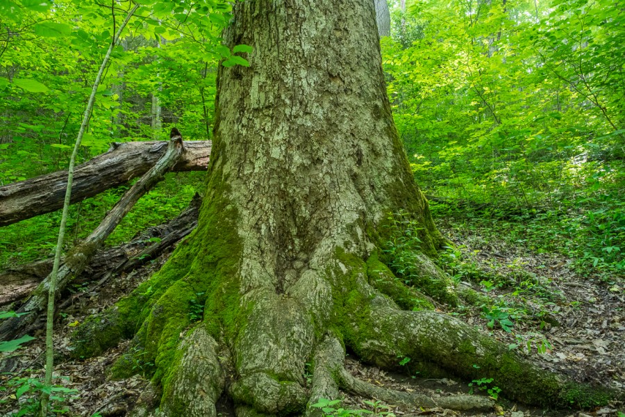 Meanderthals | Boogerman Loop Trail, Great Smoky Mountains National Park