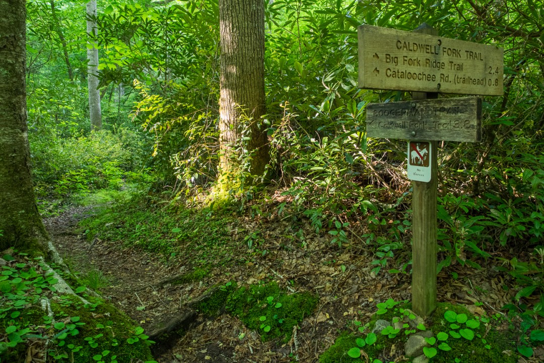 Meanderthals | Boogerman Loop Trail, Great Smoky Mountains National Park