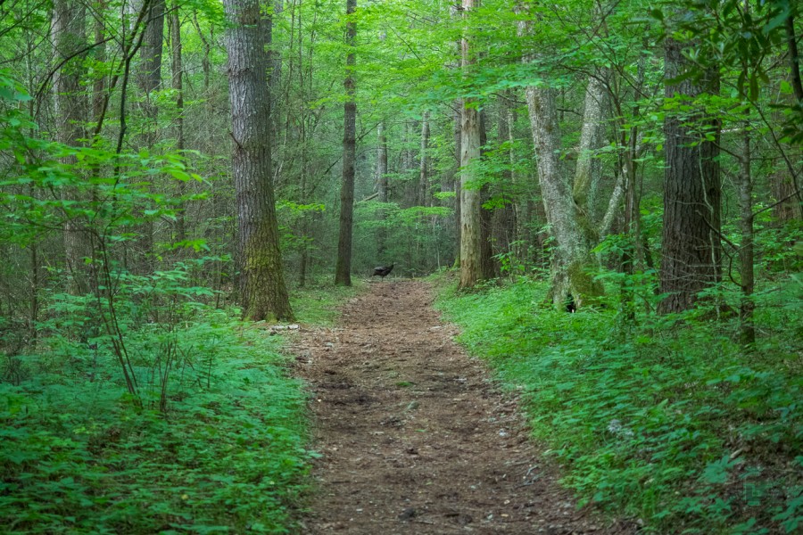 Meanderthals | Boogerman Loop Trail, Great Smoky Mountains National Park