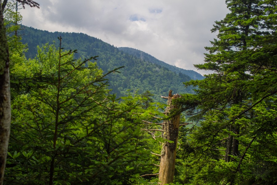 Meanderthals | Snake Den Ridge Trail and Appalachian Trail to Inadu ...
