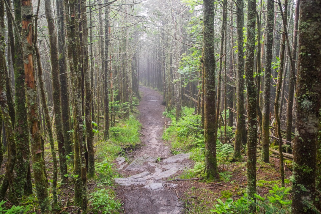 Meanderthals | Mt. Mitchell State Park Trail System