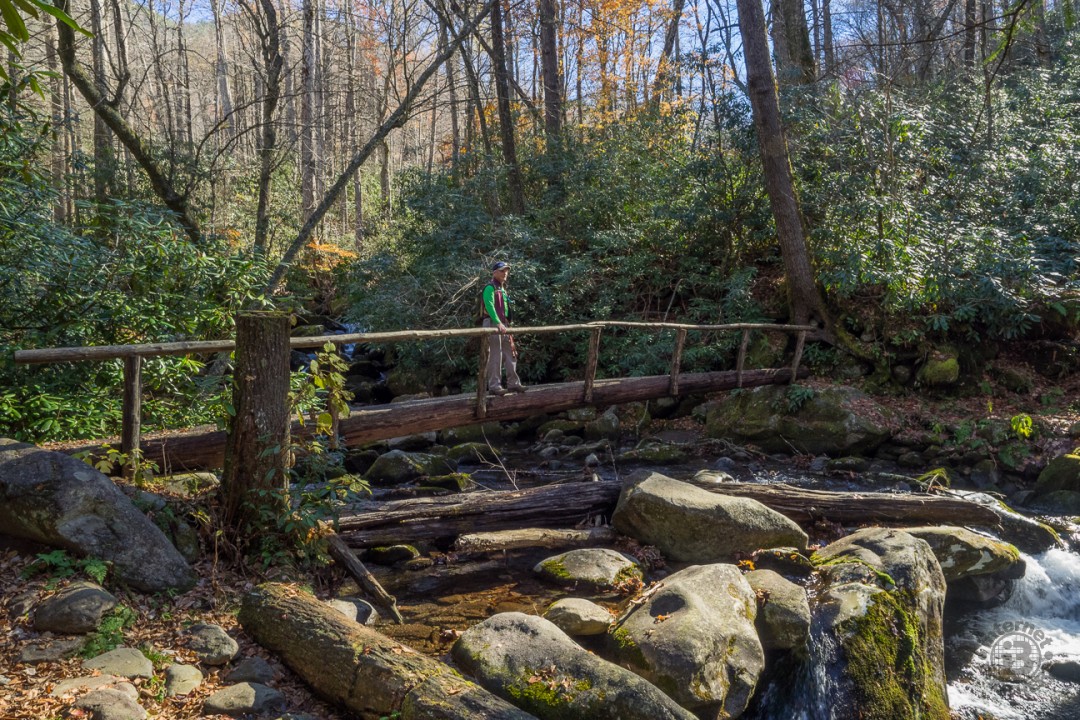Meanderthals | Maddron Bald Trail to Albright Grove, Great Smoky ...