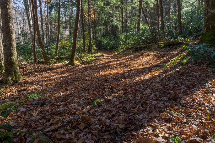 Meanderthals | Maddron Bald Trail to Albright Grove, Great Smoky ...