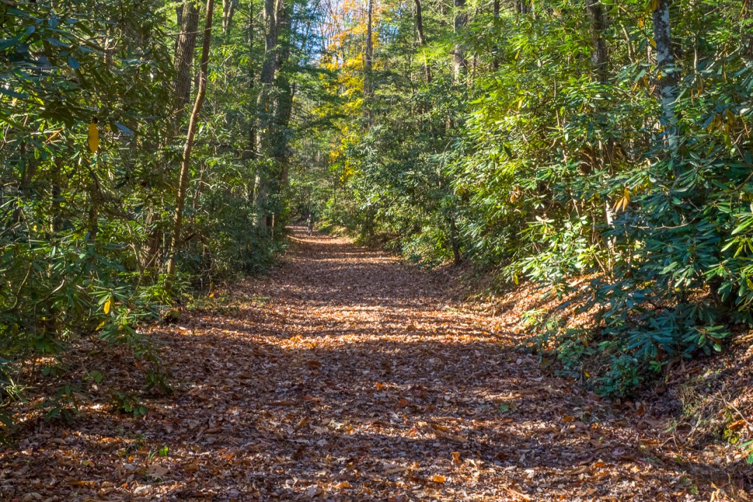 Meanderthals | Maddron Bald Trail to Albright Grove, Great Smoky ...