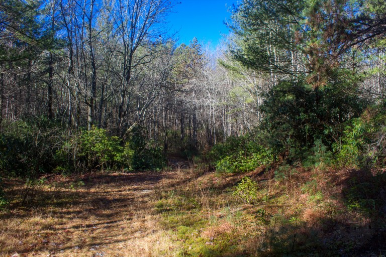 Meanderthals | Micajah and Cannon Creek Trails, DuPont State Forest