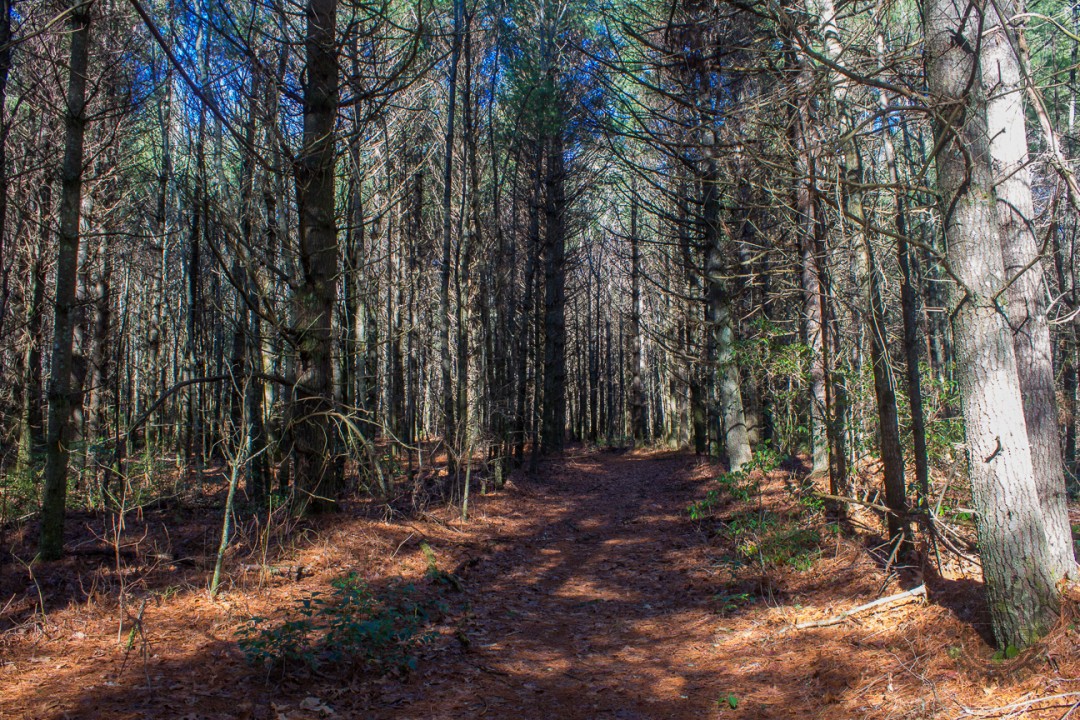 Meanderthals | Micajah and Cannon Creek Trails, DuPont State Forest
