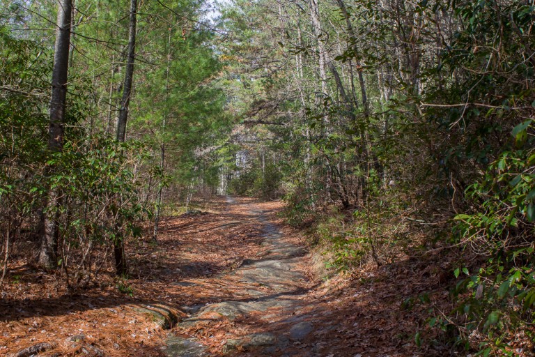 Meanderthals | Micajah and Cannon Creek Trails, DuPont State Forest