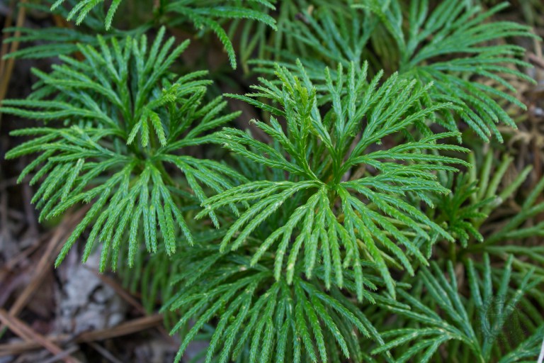 Meanderthals | Micajah and Cannon Creek Trails, DuPont State Forest