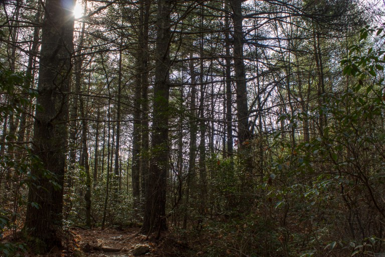 Meanderthals | Micajah and Cannon Creek Trails, DuPont State Forest