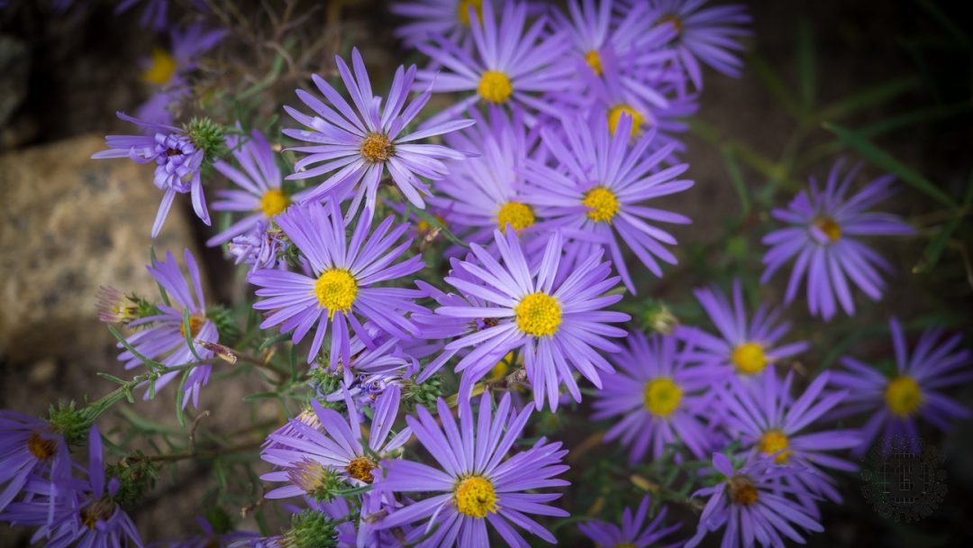 Meanderthals | Great Sand Dunes National Park, Colorado