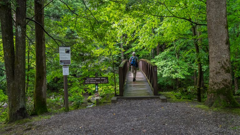 Meanderthals | Baxter Creek Trail, Great Smoky Mountains National Park