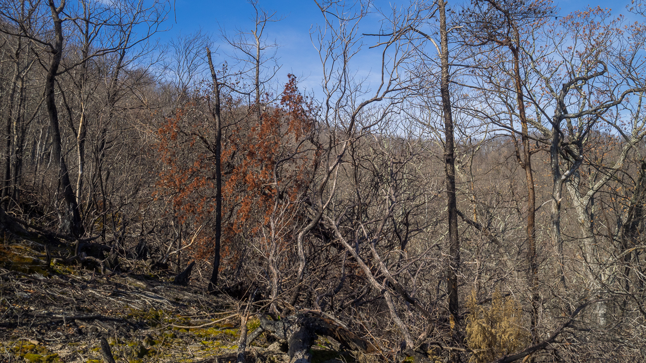 Meanderthals | Pinnacle Mountain Trail and Ridge Trail, Table Rock ...